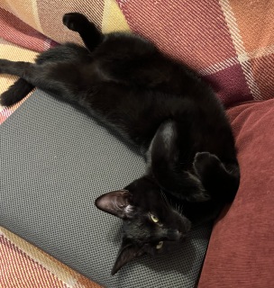 Thames Valley Animal Welfare - Registered Charity for Cats
