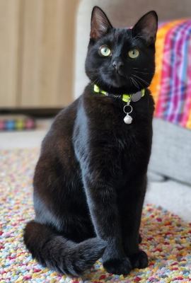 Thames Valley Animal Welfare - Registered Charity for Cats