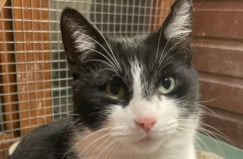 Thames Valley Animal Welfare - Registered Charity for Cats
