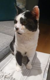 Thames Valley Animal Welfare - Registered Charity for Cats
