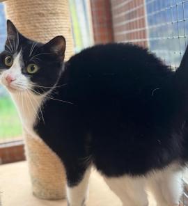Thames Valley Animal Welfare - Registered Charity for Cats