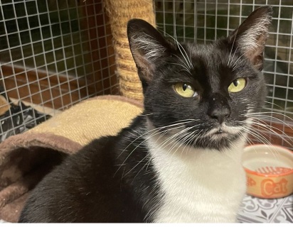 Thames Valley Animal Welfare - Registered Charity for Cats