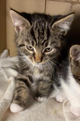 Thames Valley Animal Welfare - Registered Charity for Cats