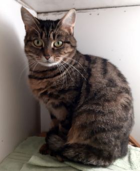 Thames Valley Animal Welfare - Registered Charity for Cats