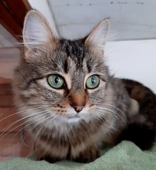 Thames Valley Animal Welfare - Registered Charity for Cats
