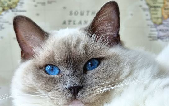 Thames Valley Animal Welfare - Registered Charity for Cats