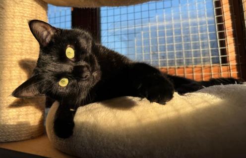 Thames Valley Animal Welfare - Registered Charity for Cats