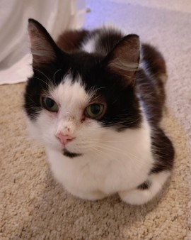 Thames Valley Animal Welfare - Registered Charity for Cats